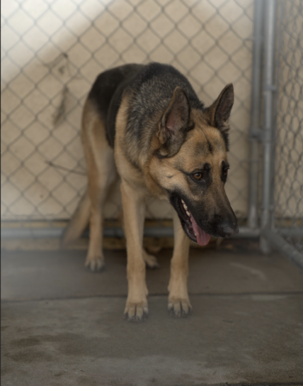 Shut Down German Shepherd Found by the LA Fires, She Needs Help 😔 - Rocky Kanaka